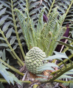 Encephalartos Arenarius - Cycad Gardens of Eudlo