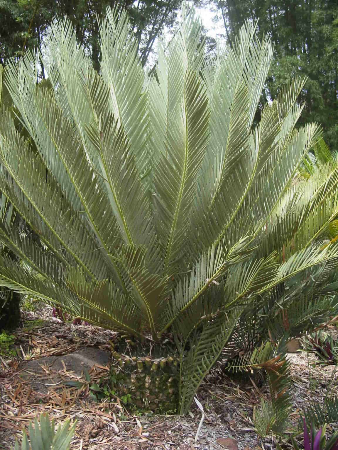 Home - Cycad Gardens of Eudlo