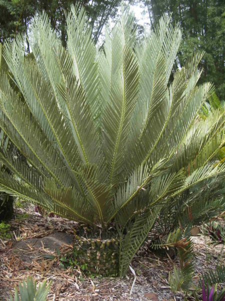 Home - Cycad Gardens of Eudlo